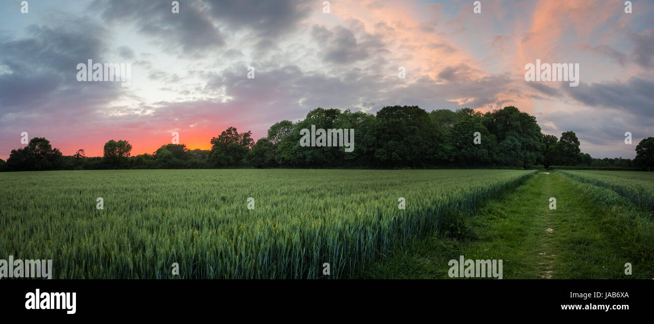 Wheat field in late spring/early summer Stock Photo - Alamy