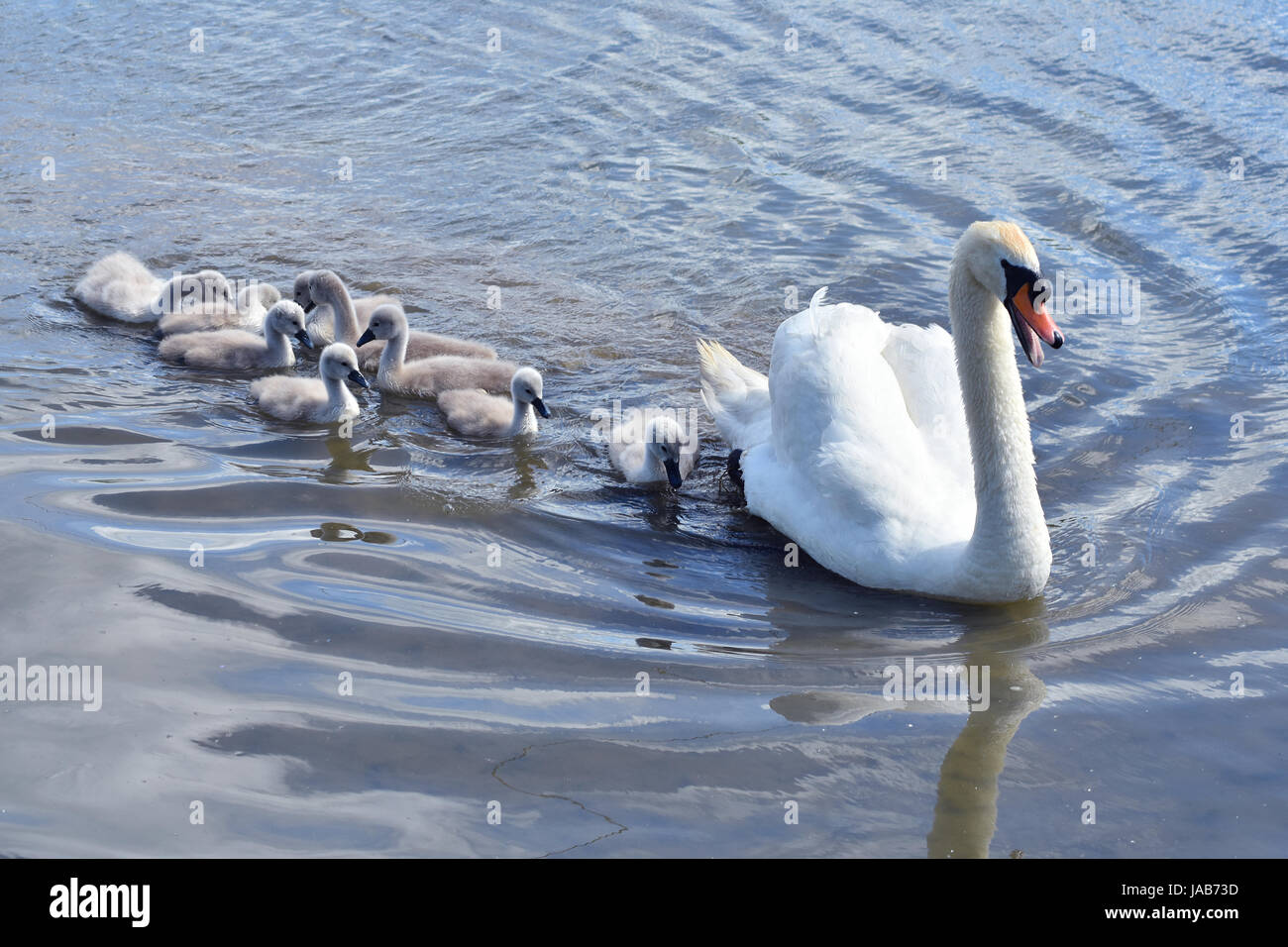 Baby swan swimming hi-res stock photography and images - Alamy