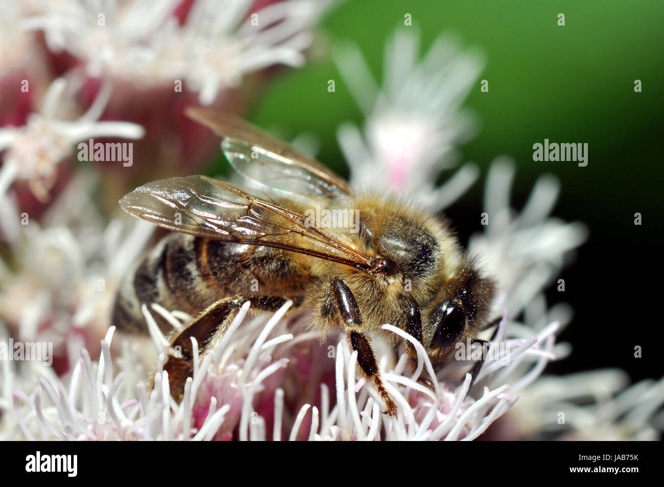 bee in pollen Stock Photo - Alamy