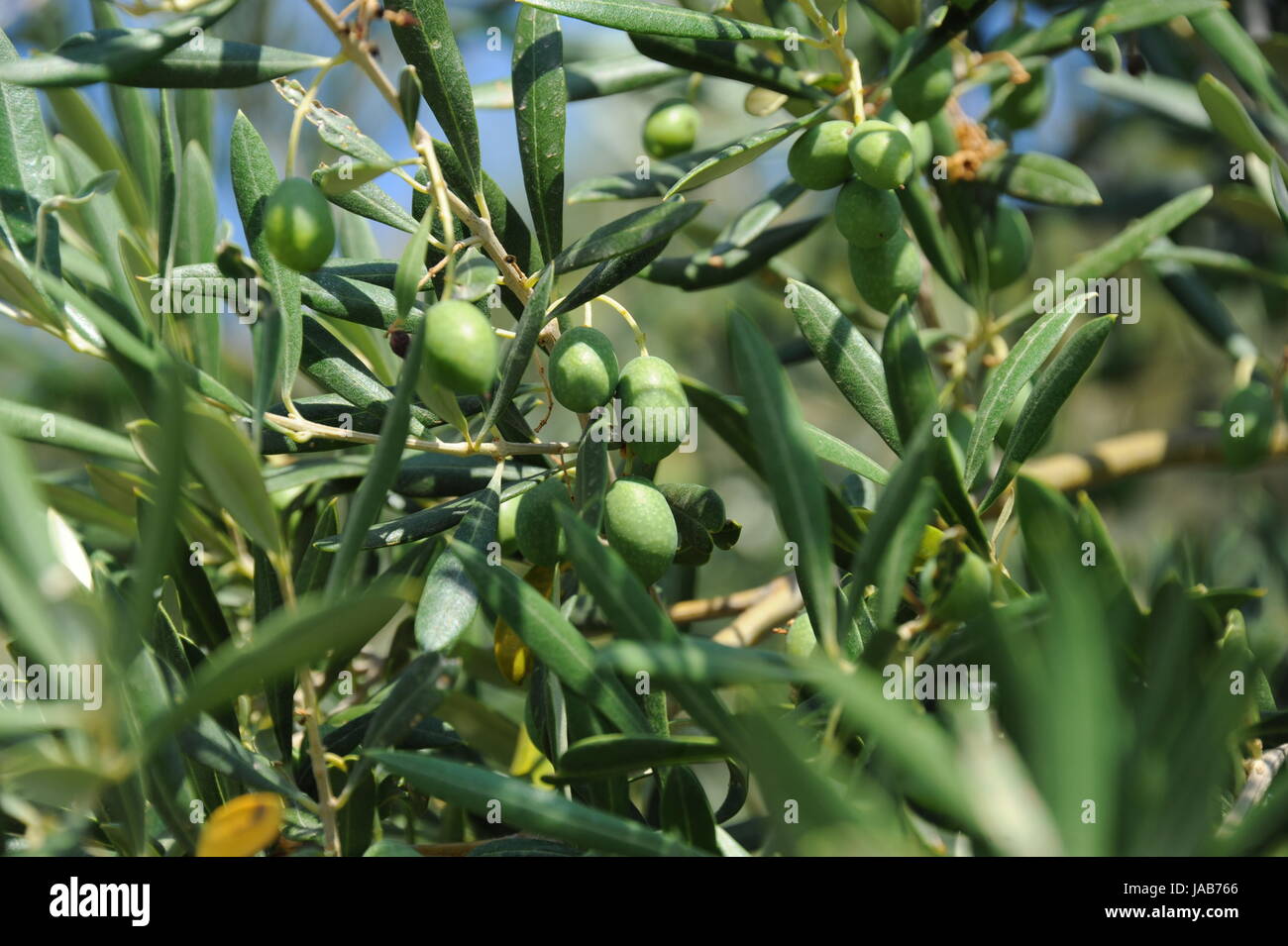 spain - olive tree Stock Photo - Alamy