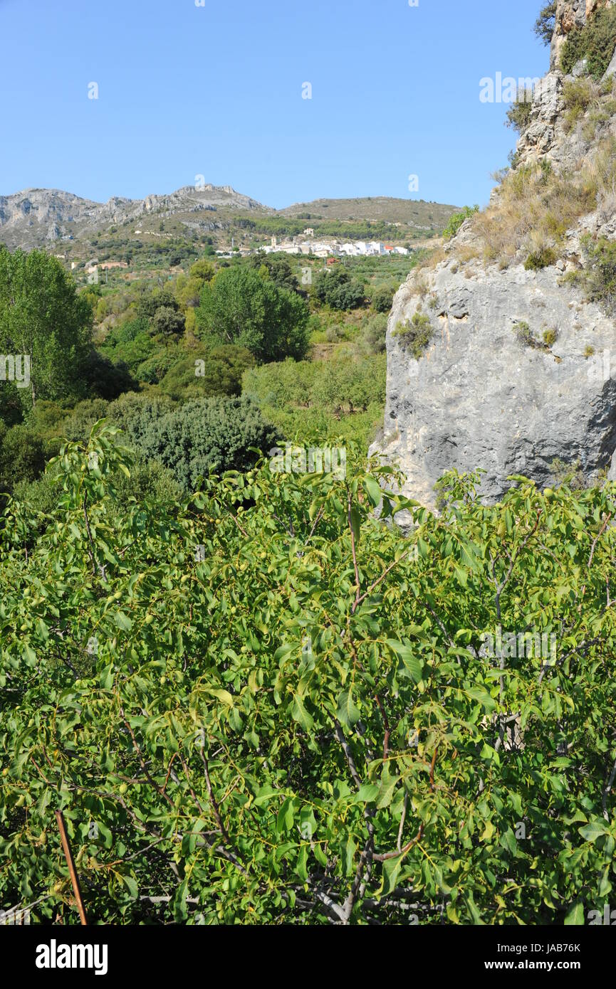 spain - olive tree Stock Photo - Alamy
