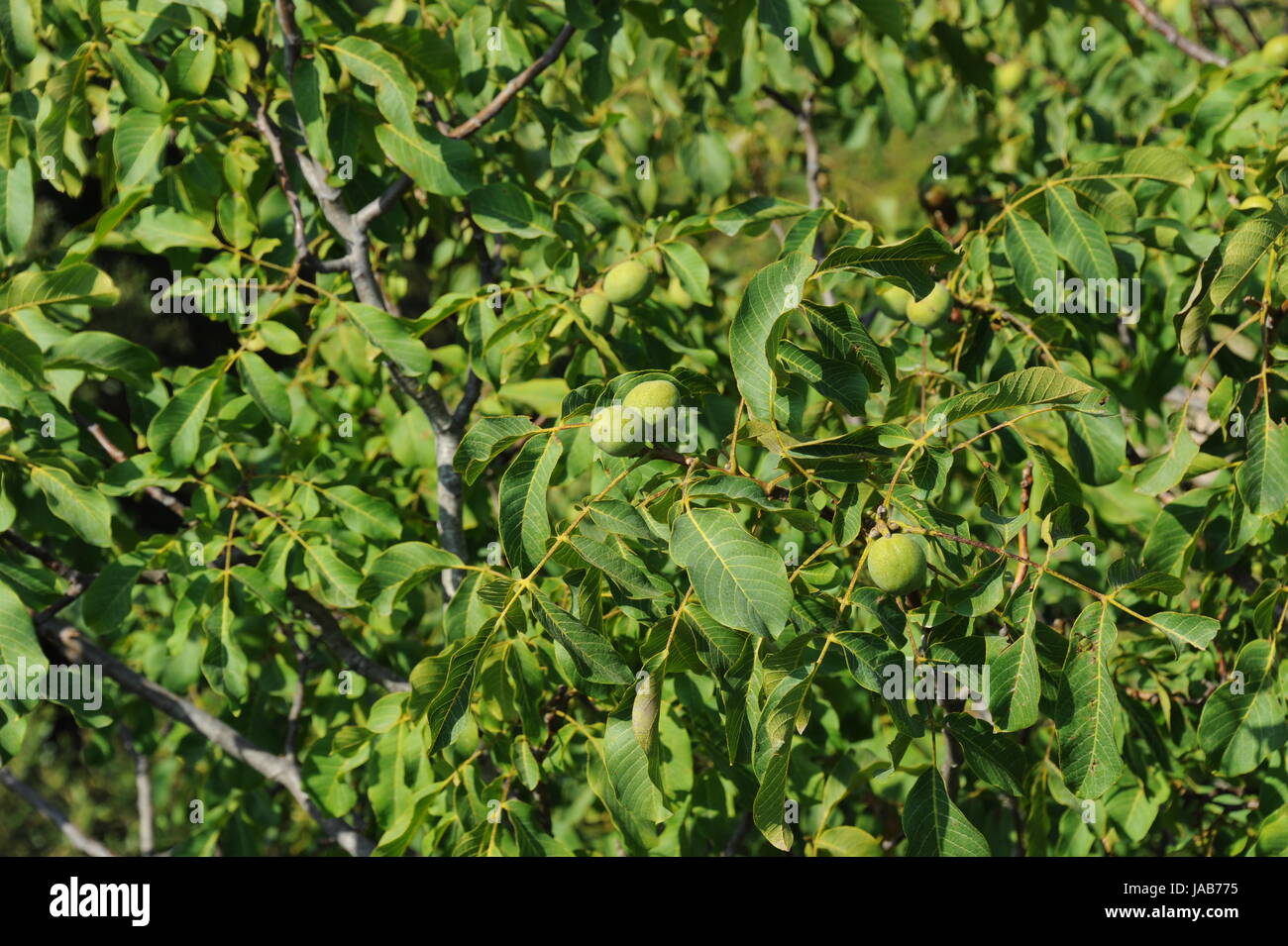 spain - walnuts Stock Photo - Alamy