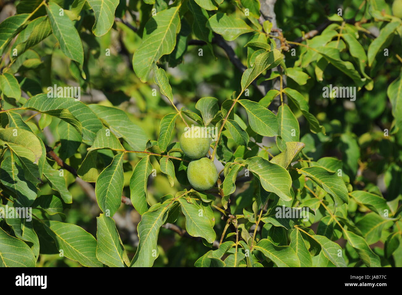 spain - walnuts Stock Photo - Alamy