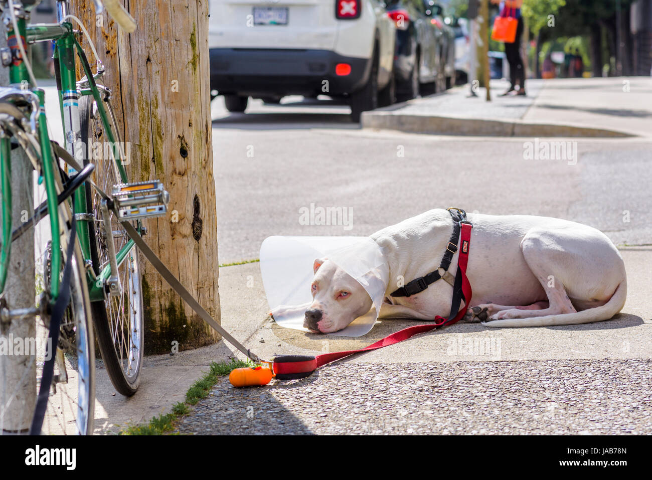Dog with protective neck head collar Stock Photo - Alamy