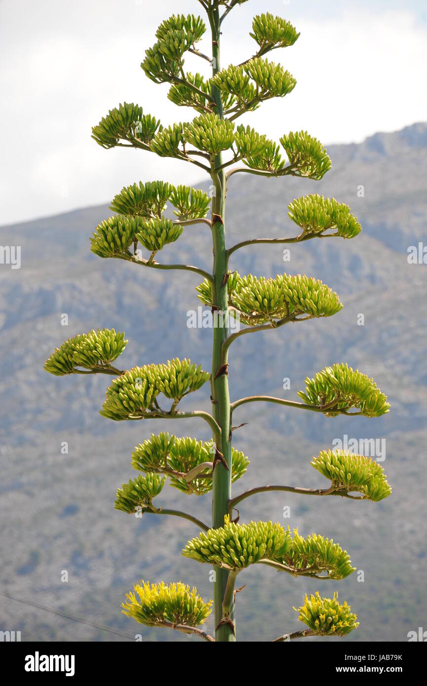 spain - agave Stock Photo - Alamy