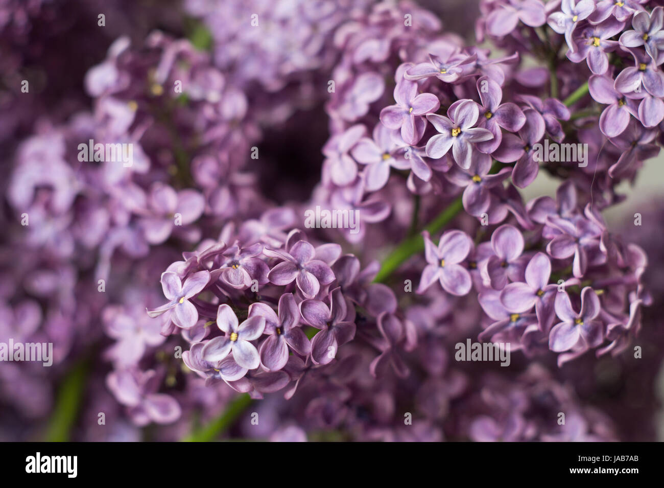 Flowering branches of lilac. Close-up Stock Photo - Alamy