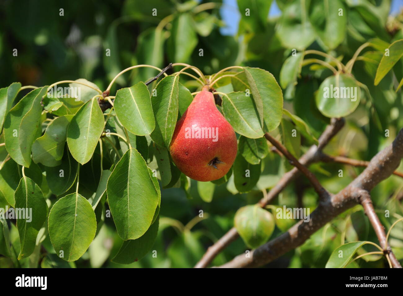 pears on tree Stock Photo - Alamy