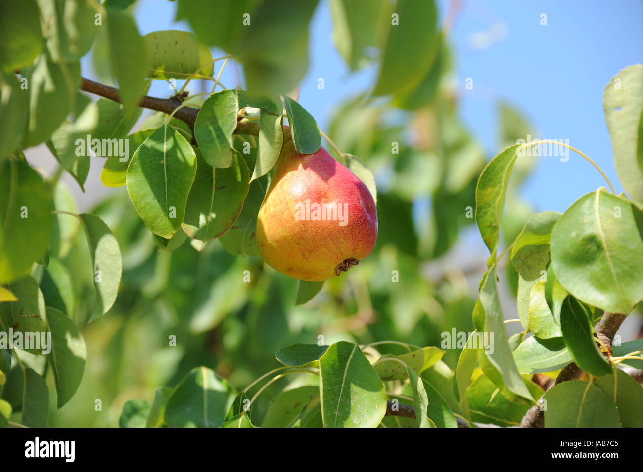 pears on tree Stock Photo - Alamy