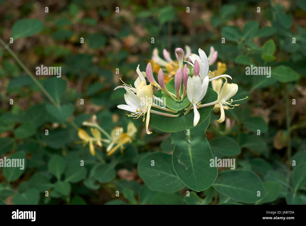 Caprifolium High Resolution Stock Photography and Images - Alamy