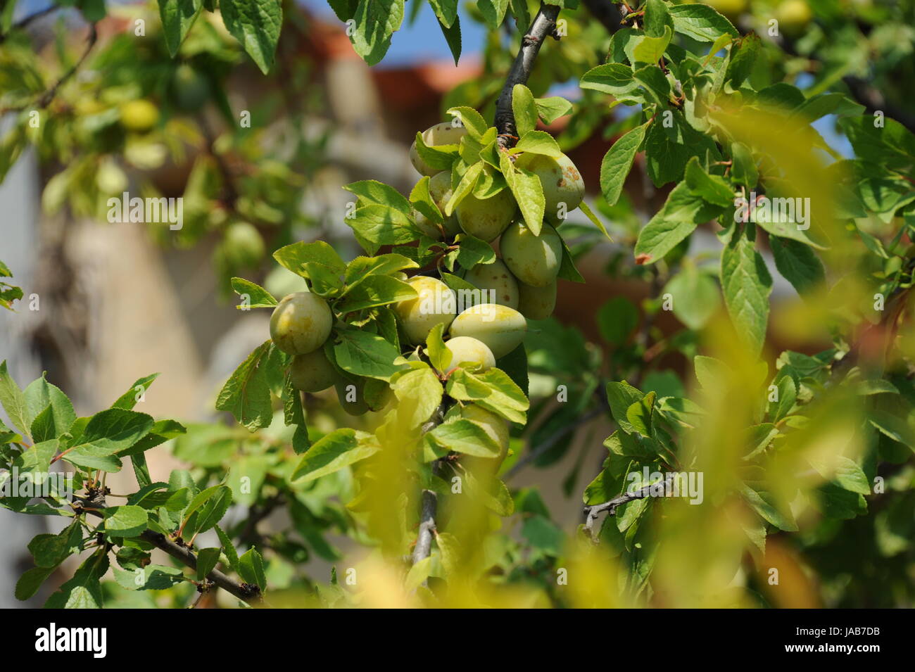 spain - plum tree am Stock Photo - Alamy