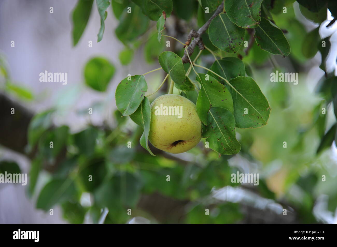 pears on tree Stock Photo - Alamy