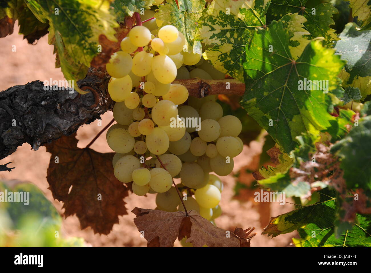 spain - grapes Stock Photo - Alamy