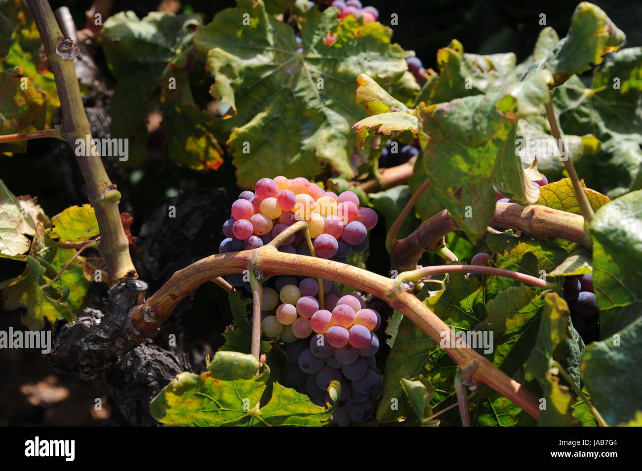 spain - grapes Stock Photo - Alamy