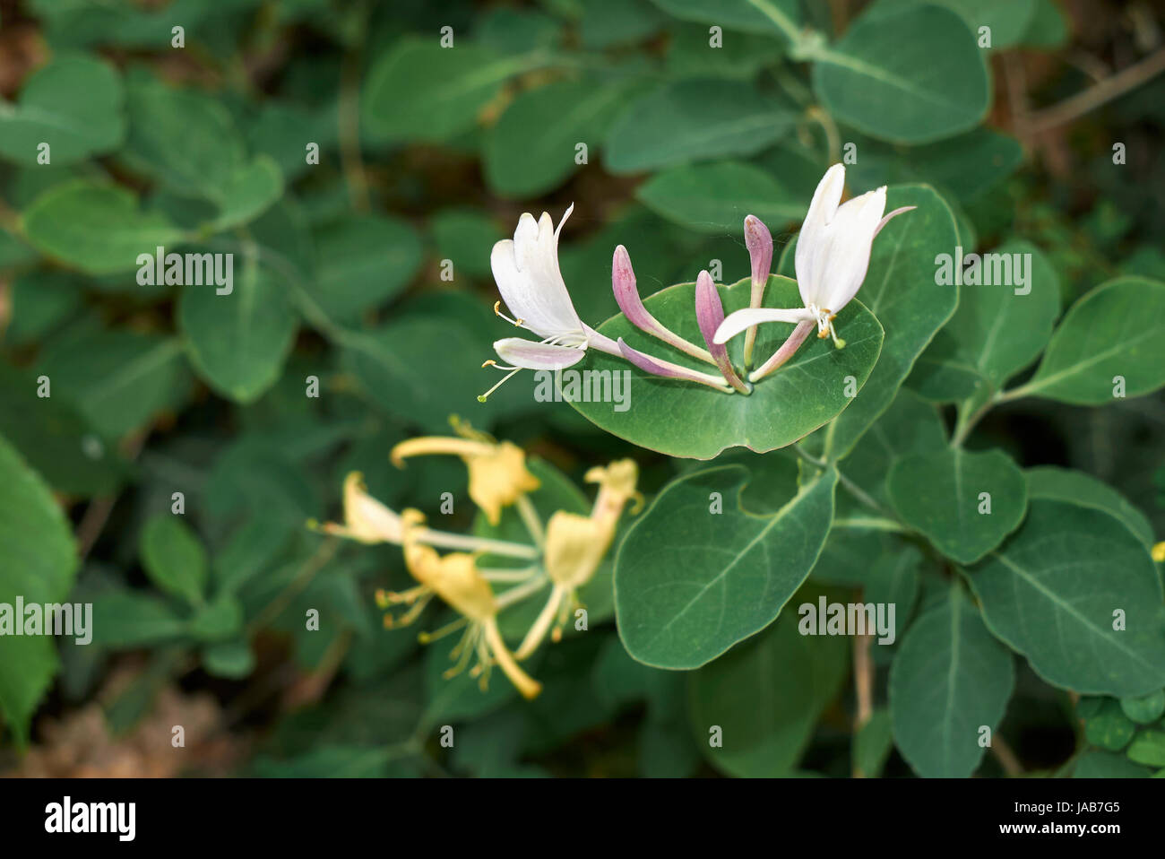 Lonicera caprifolium hi-res stock photography and images - Alamy