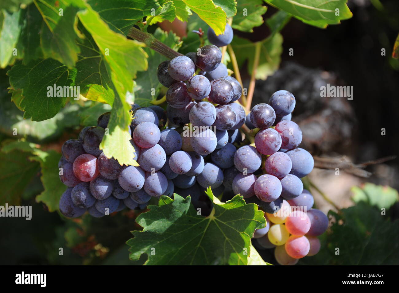 spain - grapes Stock Photo - Alamy