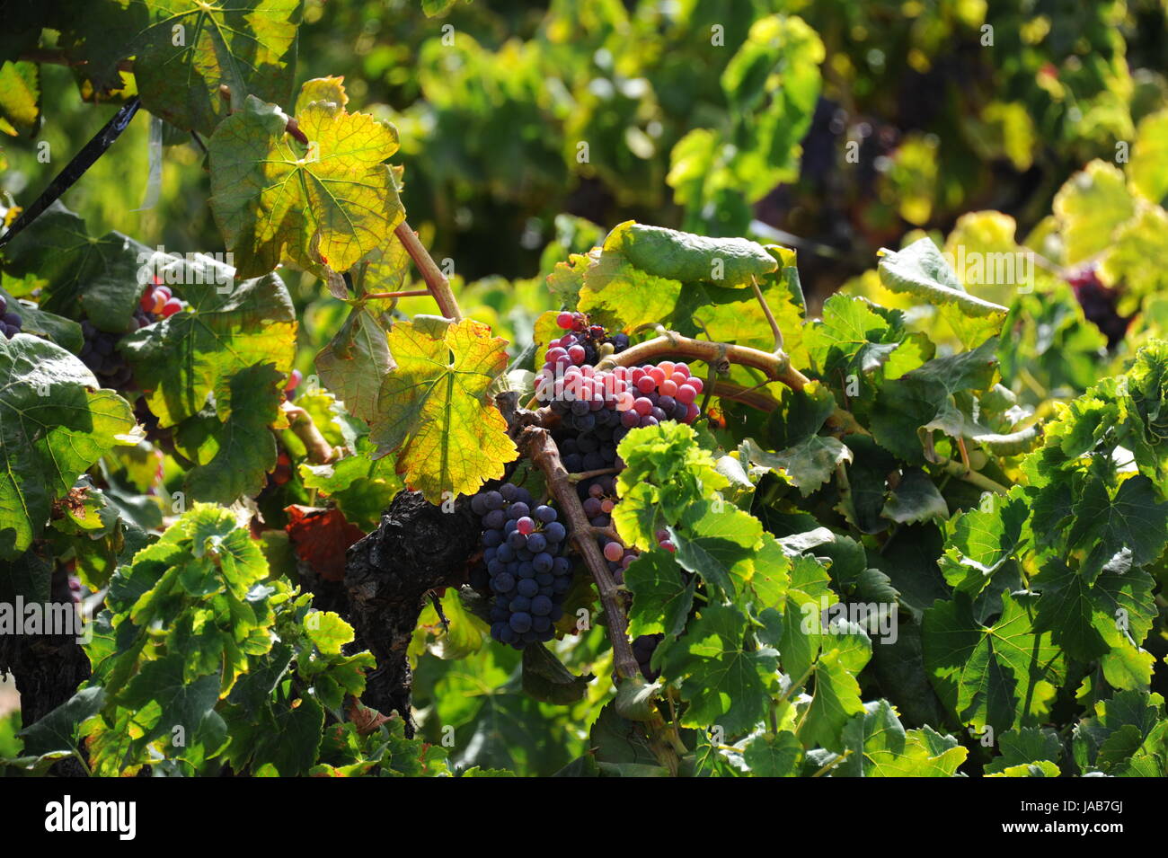 spain - grapes Stock Photo - Alamy