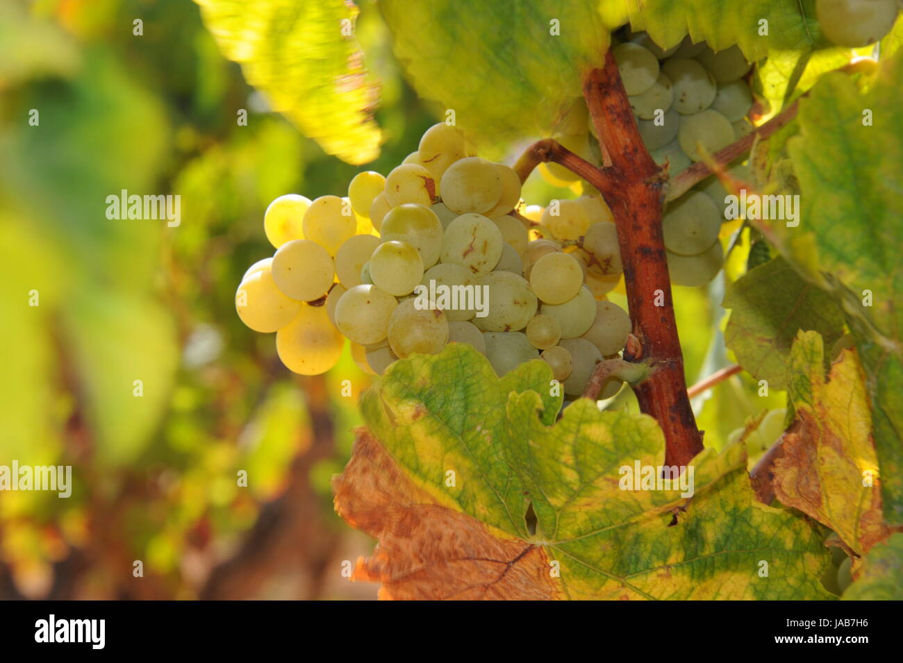 spain - grapes Stock Photo - Alamy