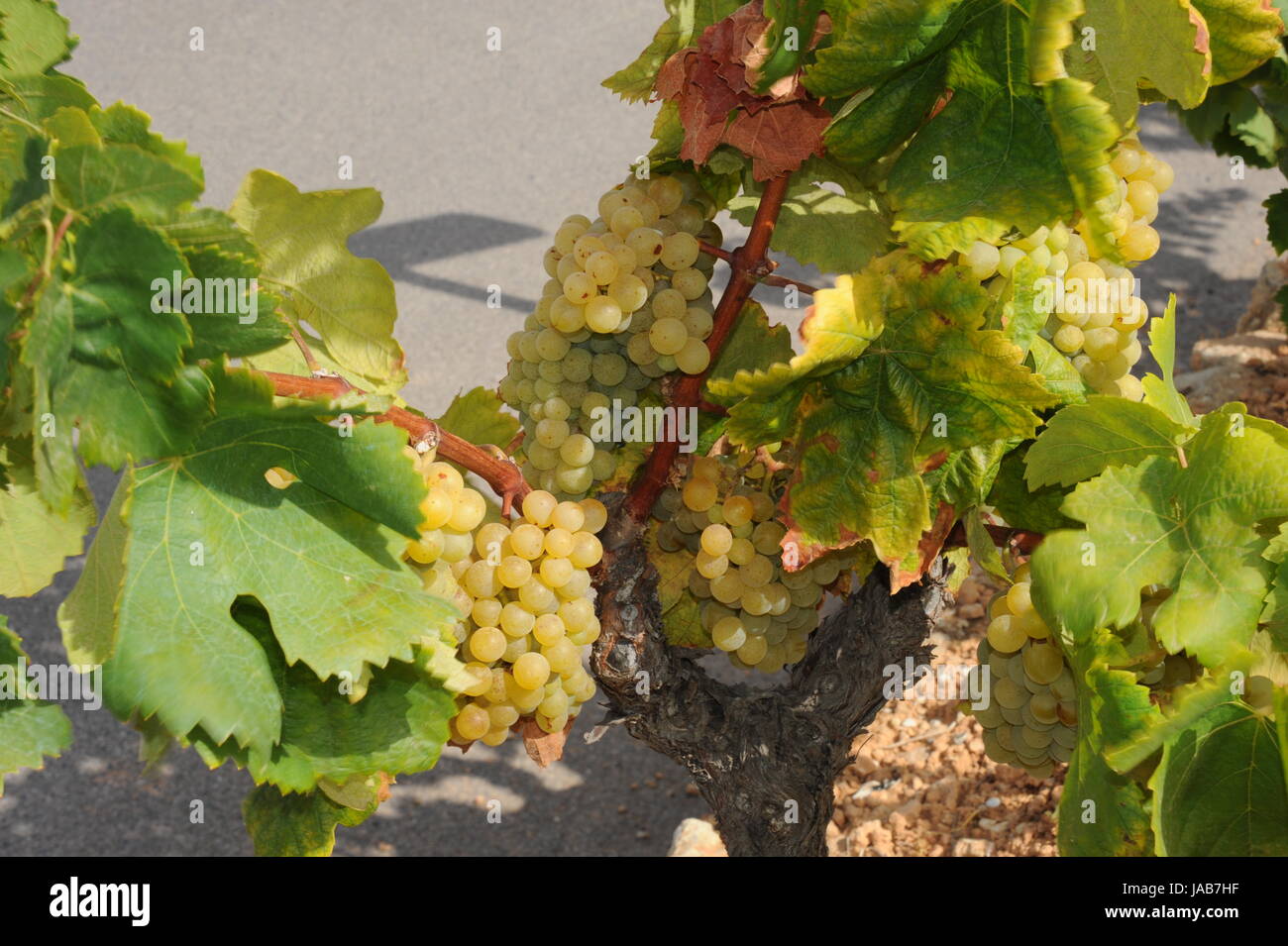 spain - grapes Stock Photo - Alamy