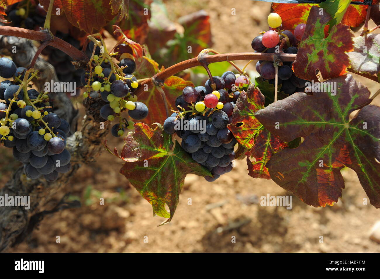 spain - grapes Stock Photo - Alamy