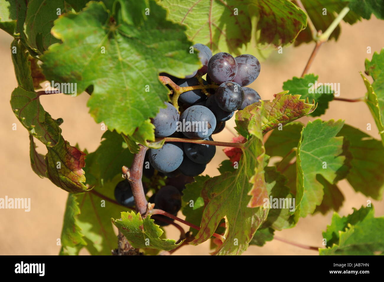spain - grapes Stock Photo - Alamy