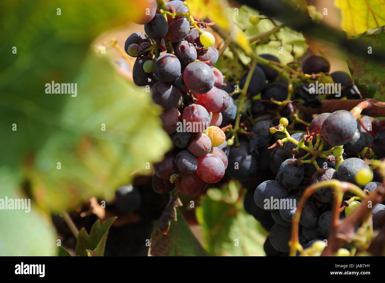 spain - grapes Stock Photo - Alamy