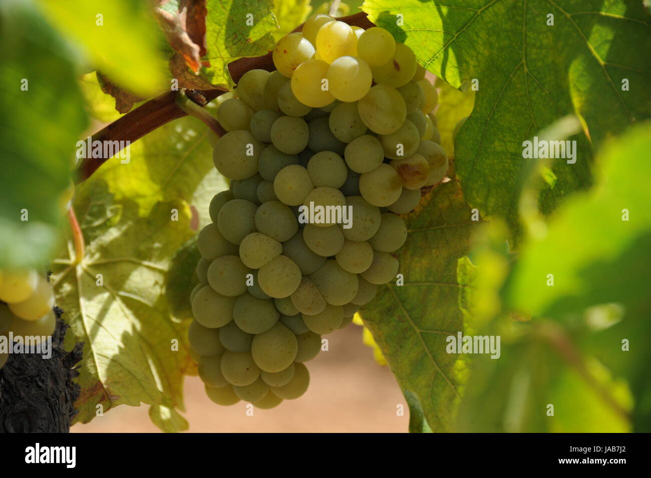 spain - grapes Stock Photo - Alamy