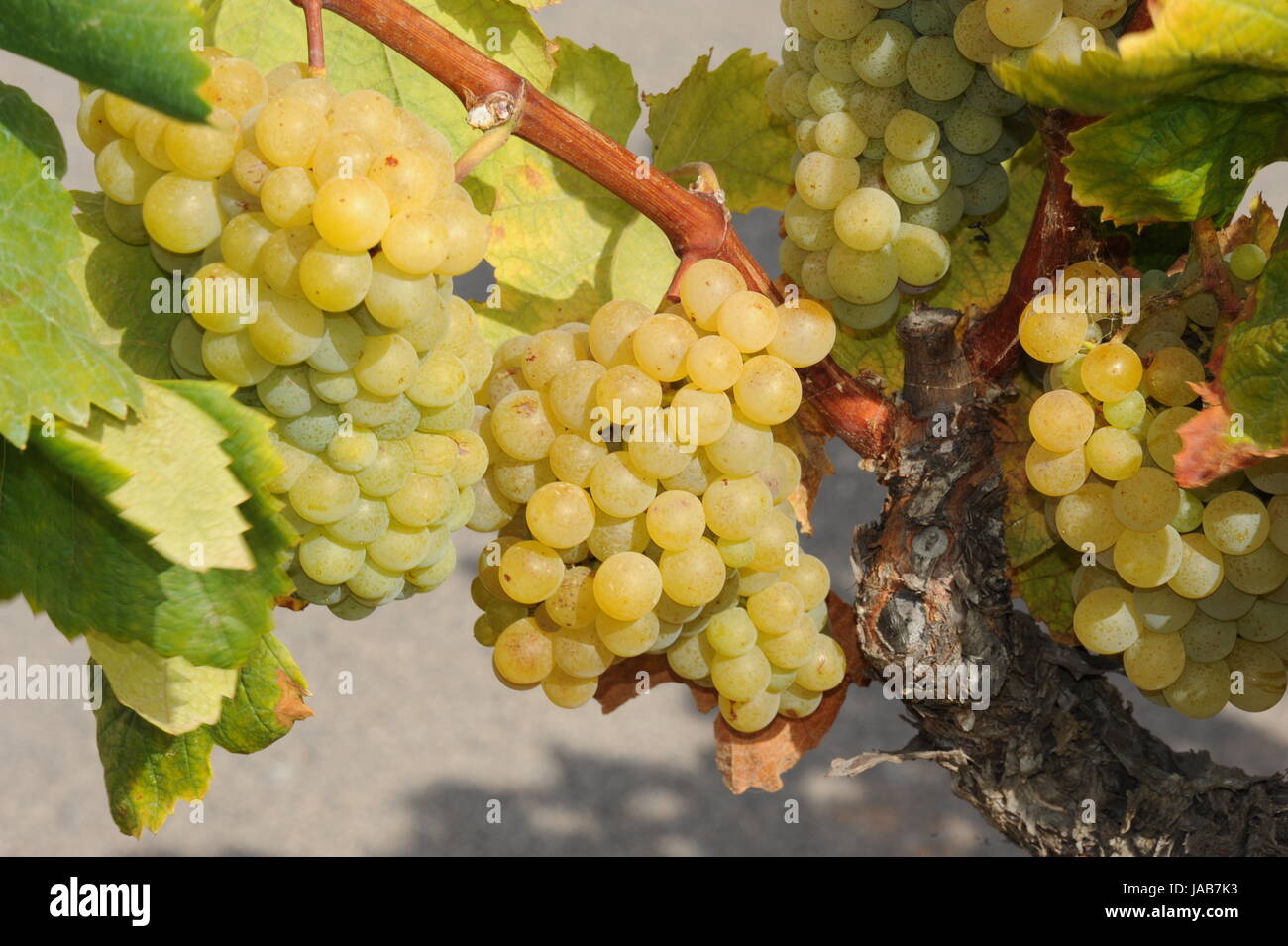 spain - grapes Stock Photo - Alamy
