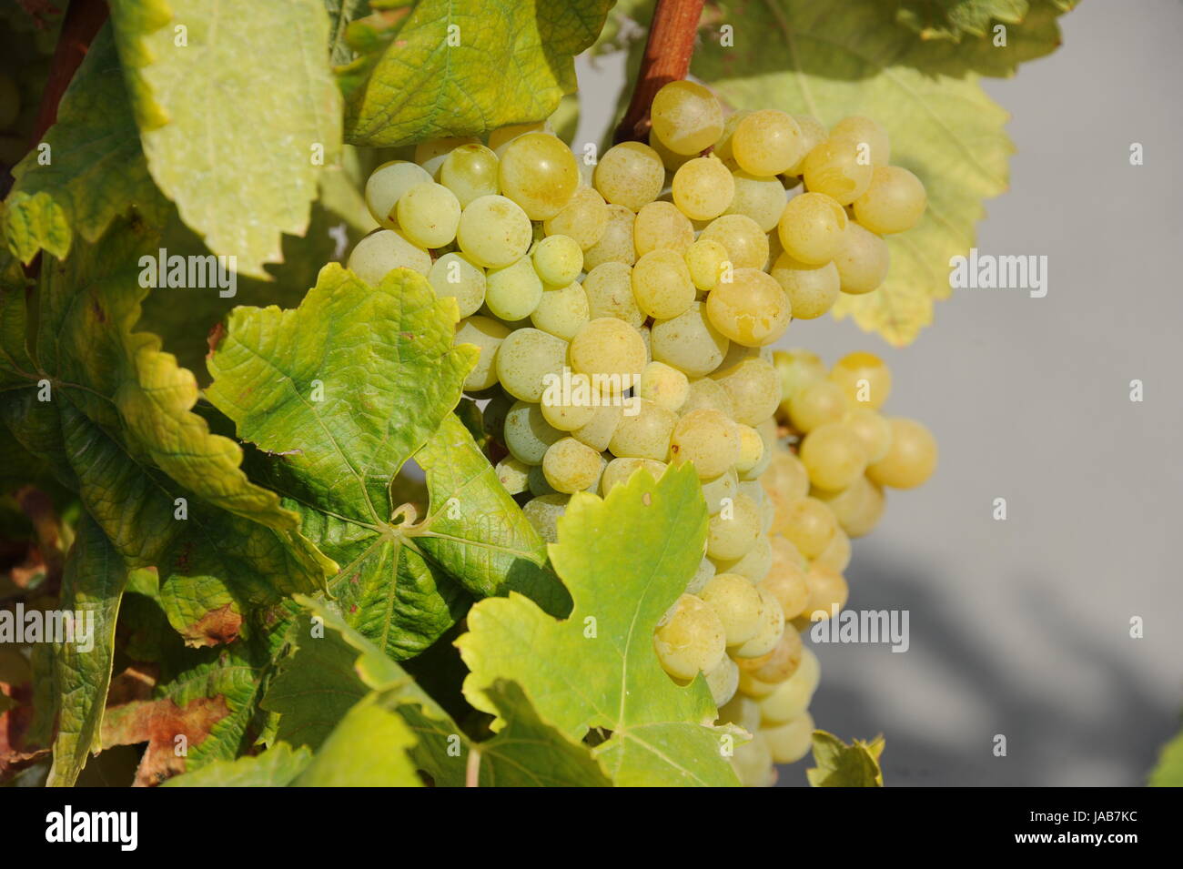 spain - grapes Stock Photo - Alamy