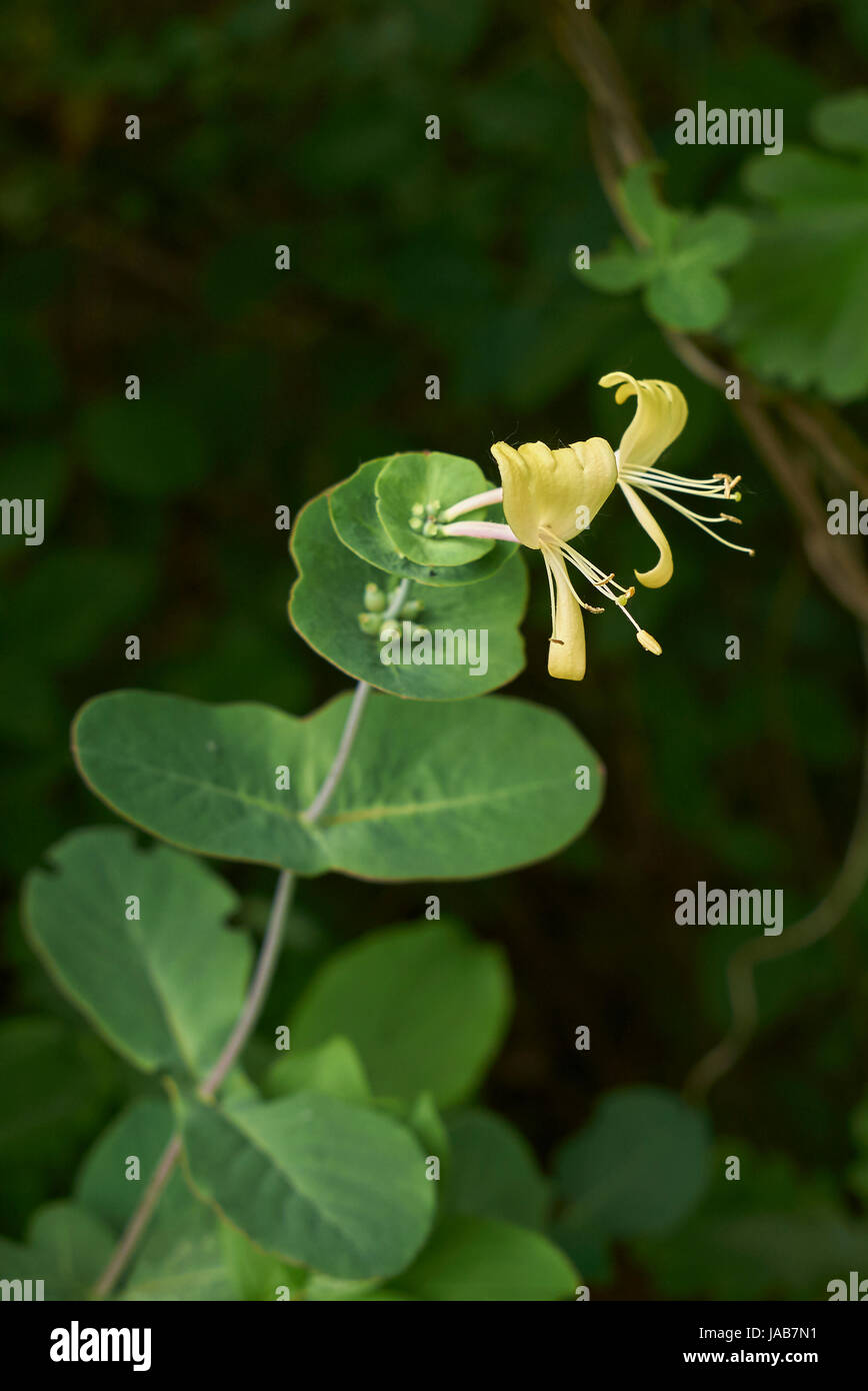 Caprifolium hi-res stock photography and images - Alamy