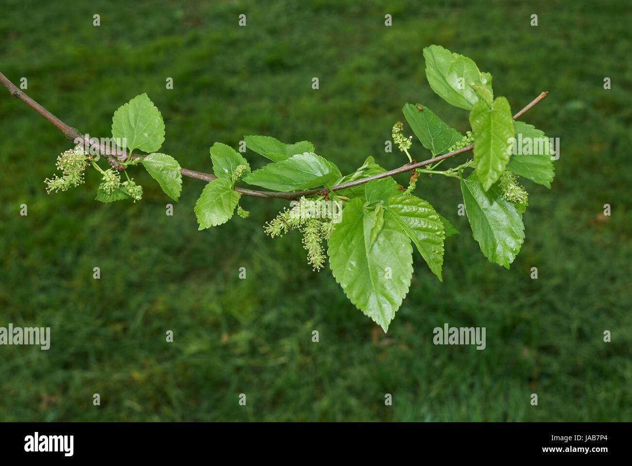 White mulberry morus alba hi-res stock photography and images - Alamy