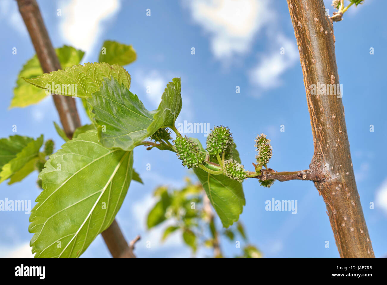 White mulberry morus alba hi-res stock photography and images - Alamy