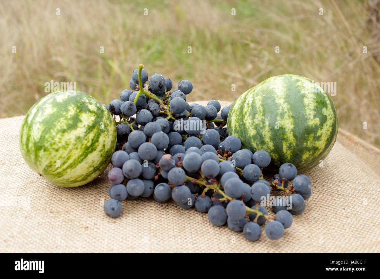 still life from fruits of two watermelons and grape on the gray ...