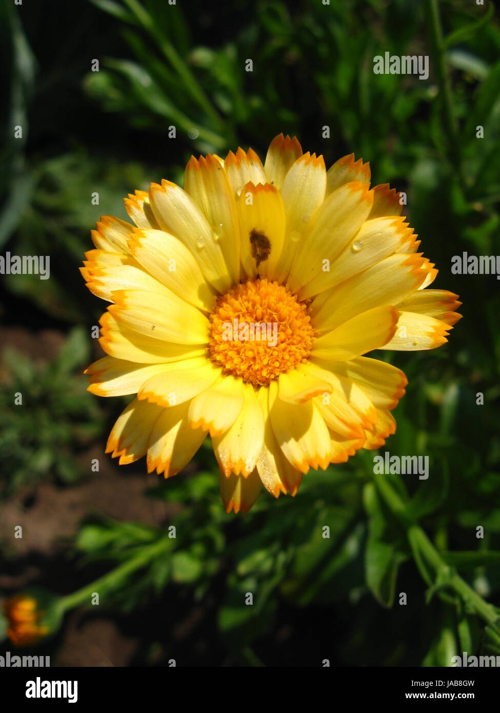 beautiful flower of yellow herbal calendula in the bed Stock Photo - Alamy