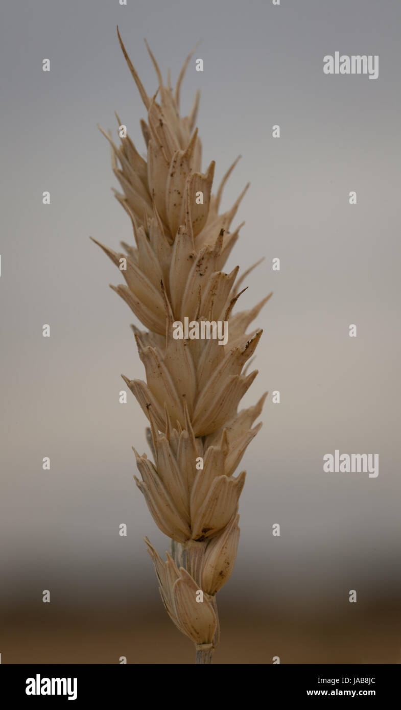 English wheat hi-res stock photography and images - Alamy