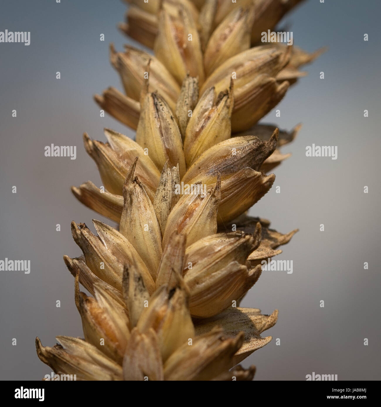 English wheat hi-res stock photography and images - Alamy