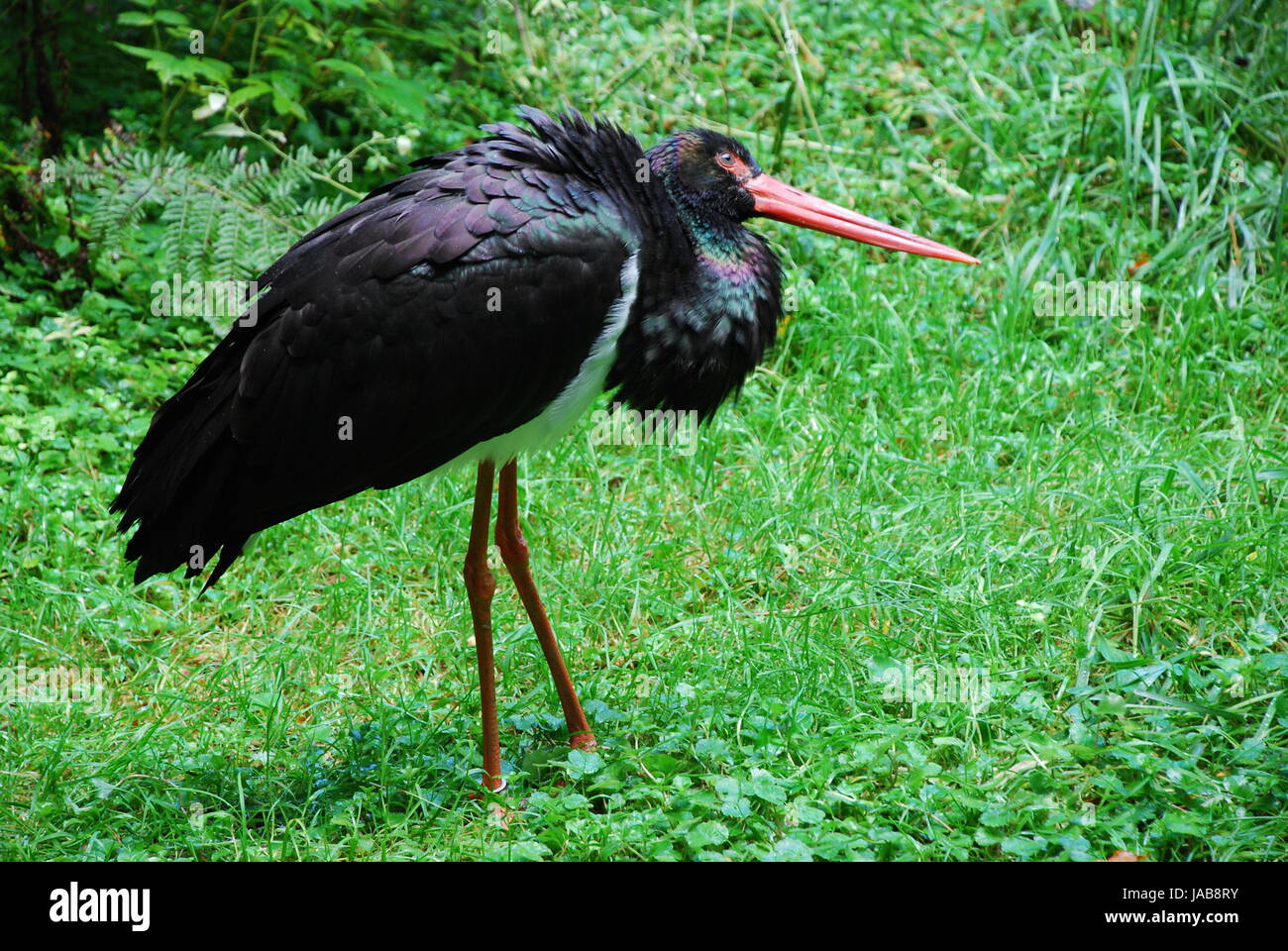 black stork ciconia nigra stork ciconiidae ciconiiformes bird Stock ...