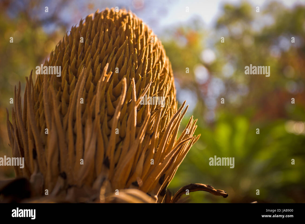 Cycad fruit hi-res stock photography and images - Alamy
