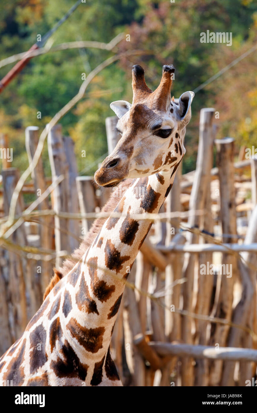 Close up shot of young cute giraffe Stock Photo - Alamy