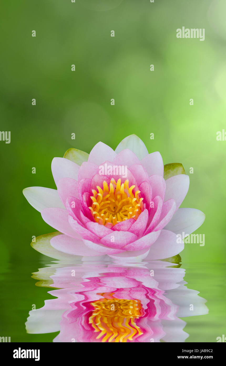 water lily , lotus on water with reflections Stock Photo - Alamy