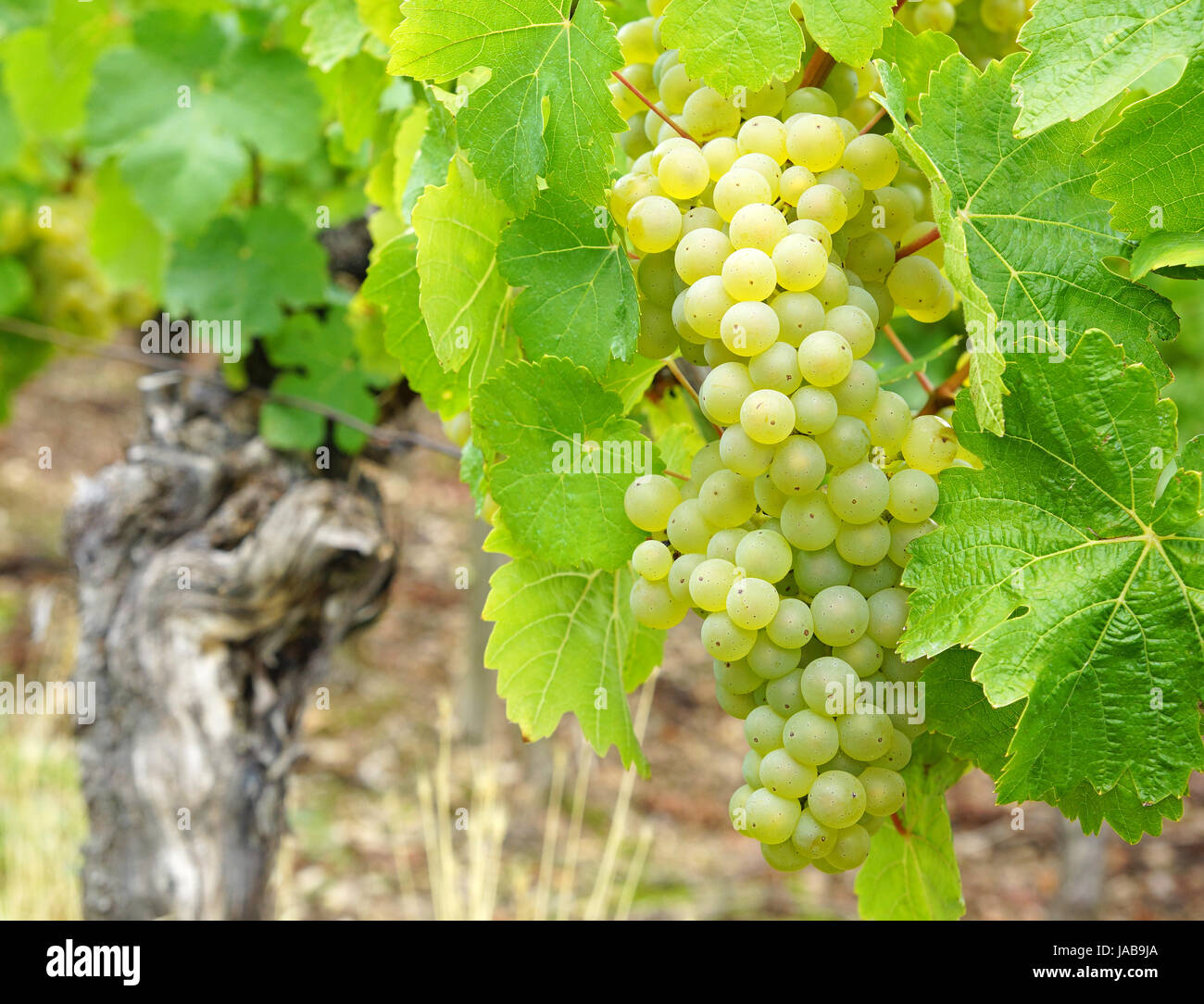 Weinstock - Weißwein Stock Photo - Alamy