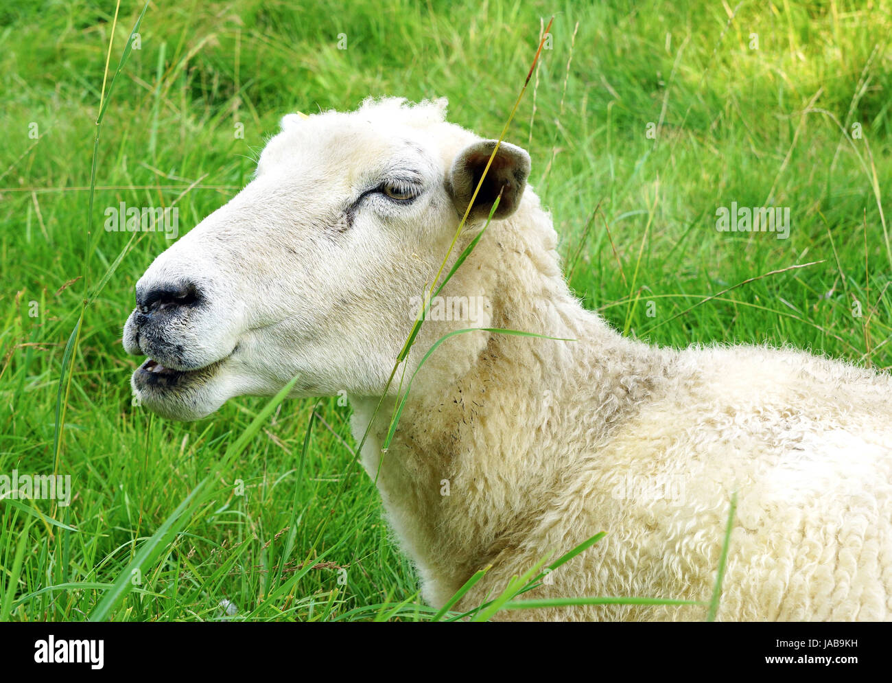 Schaf gruppe hi-res stock photography and images - Alamy