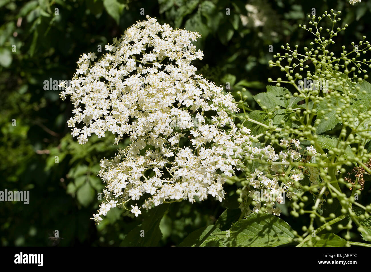 Holunder blüte hi-res stock photography and images - Alamy