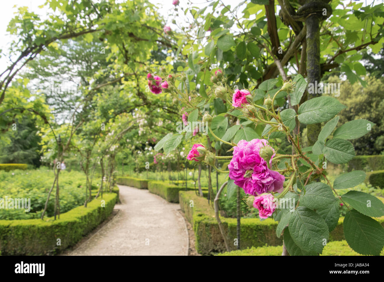 Arch of roses hi-res stock photography and images - Alamy