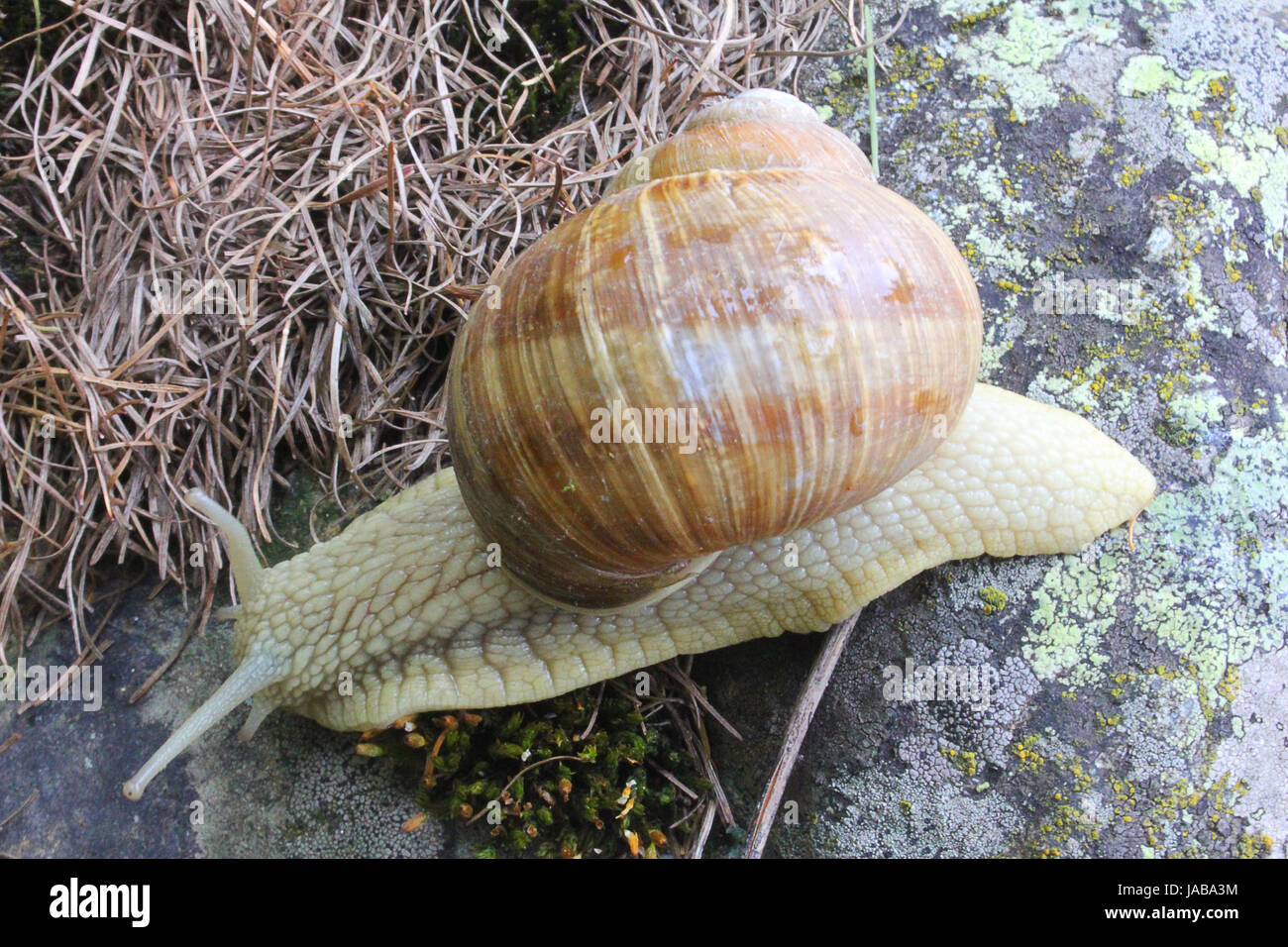 a snail on the rocks in mountain Stock Photo - Alamy