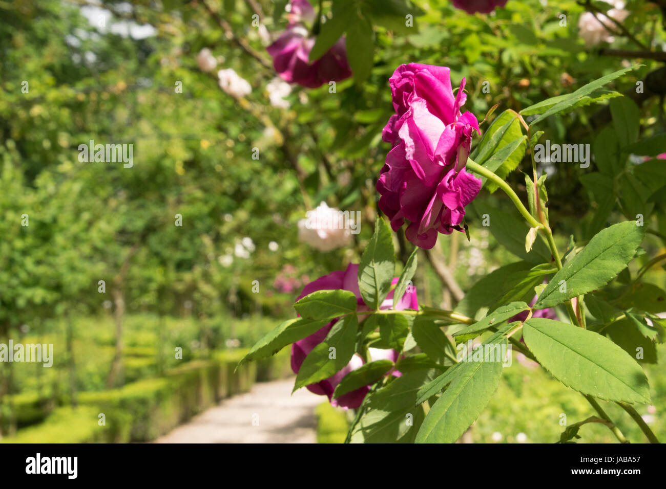 Arch of roses hi-res stock photography and images - Alamy
