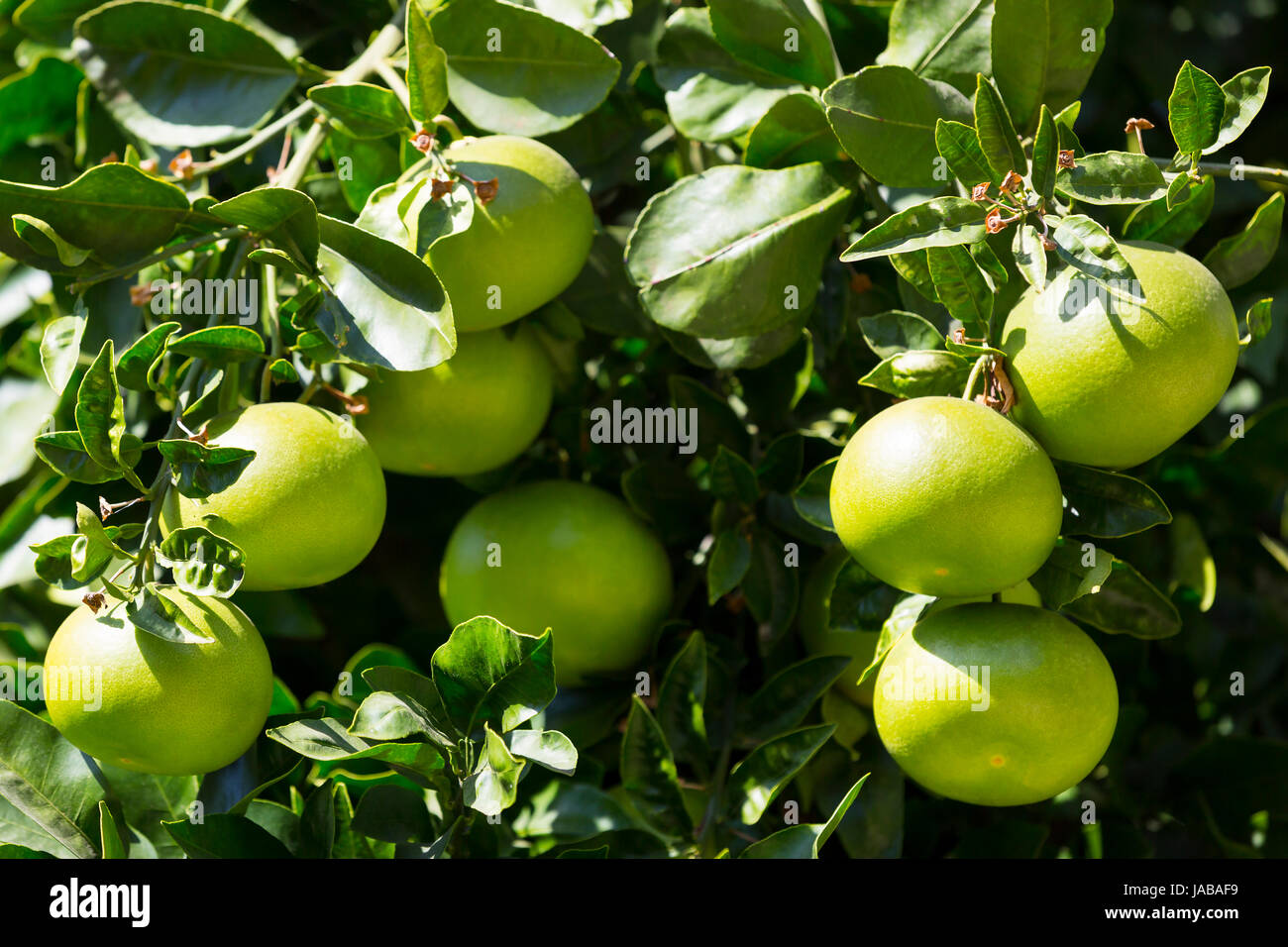 Orange tree with fruits ripen in the garden Stock Photo - Alamy
