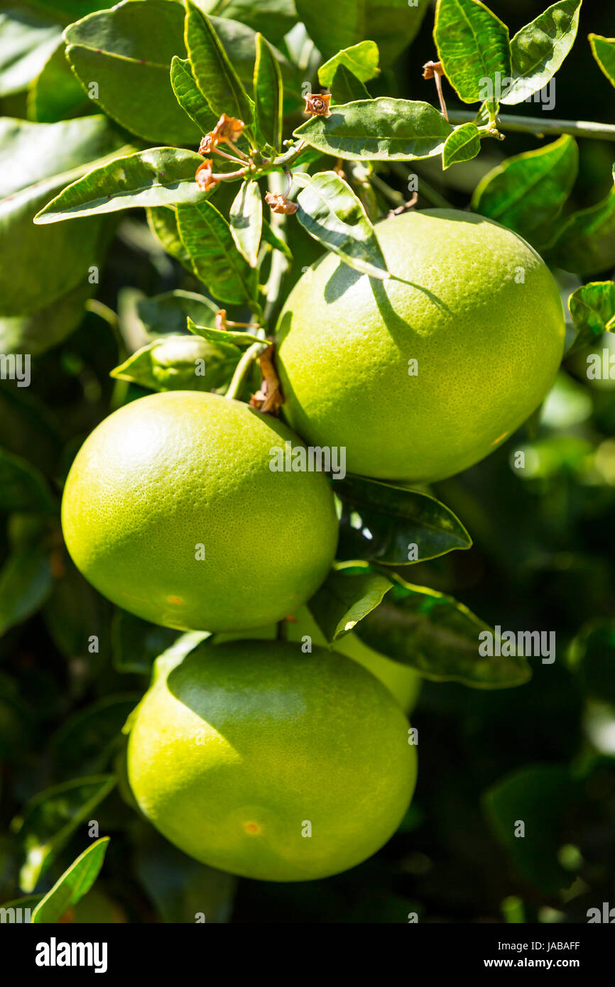 Orange tree with fruits ripen in the garden Stock Photo - Alamy