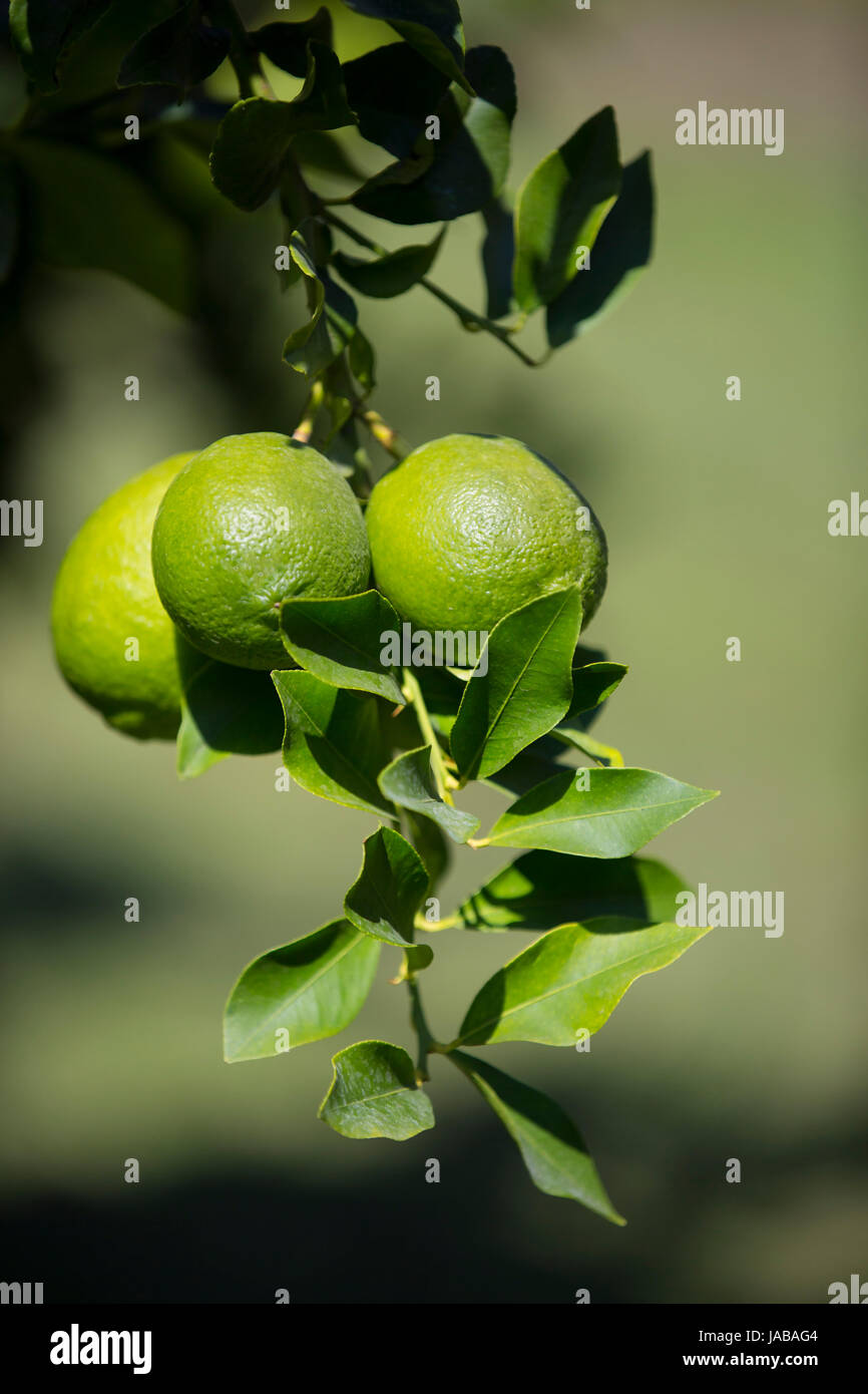 Orange tree with fruits ripen in the garden Stock Photo - Alamy