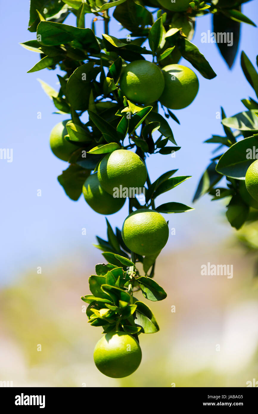 Orange tree with fruits ripen in the garden Stock Photo - Alamy