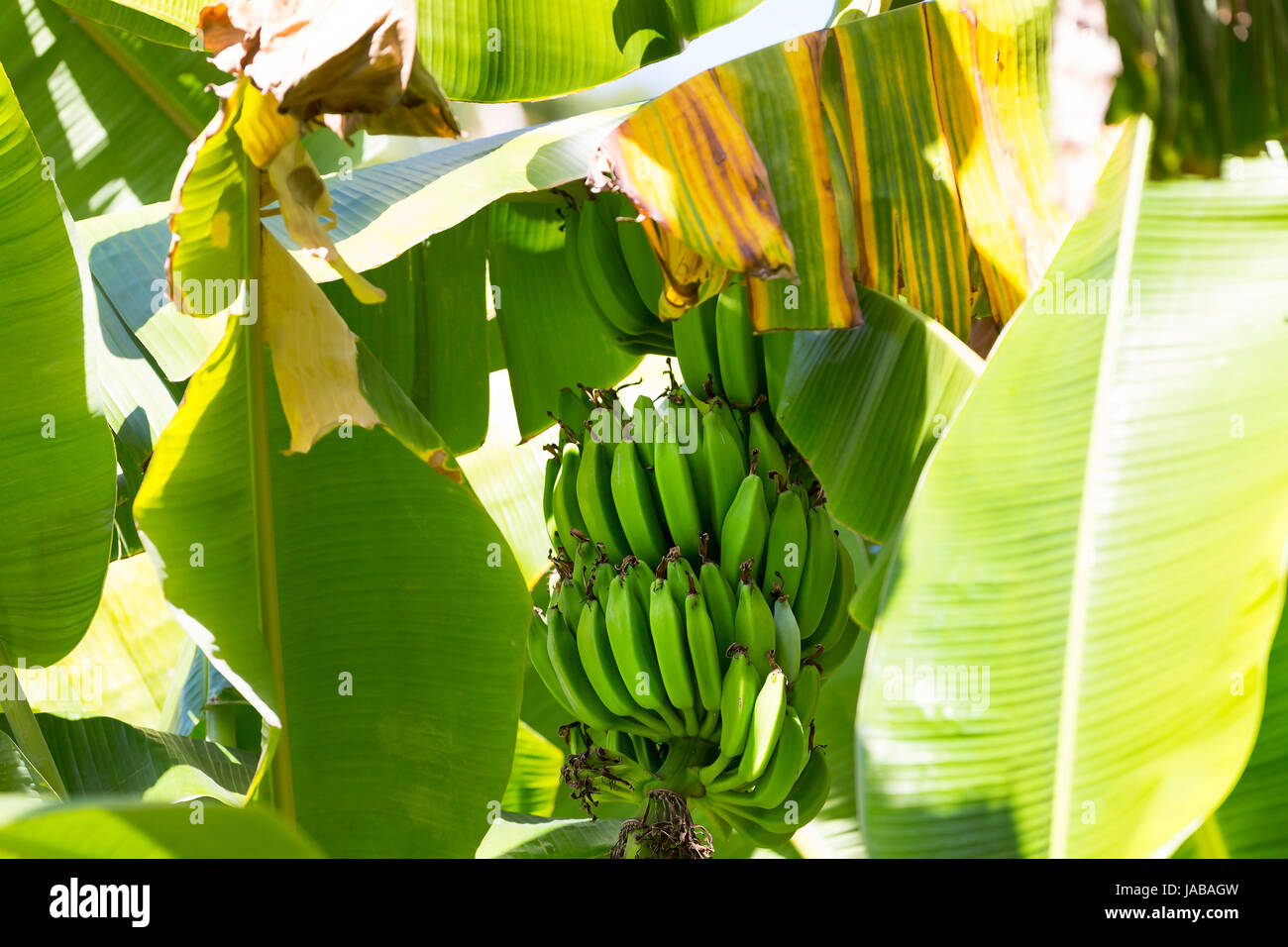 Bananas on a tree branch against a background of leaves Stock Photo - Alamy